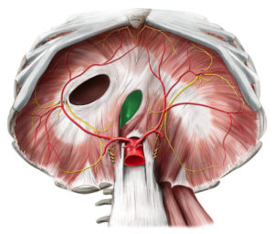 Hiatushernie: Ursachen, Arten, Behandlung, Diagnose, Symptome