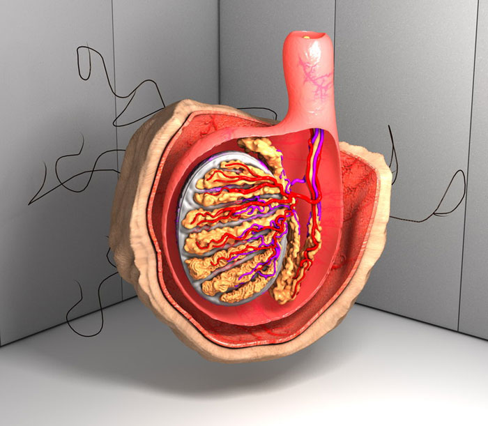 Welche Krankheiten können das Hodensackgewebe betreffen? (+ihre Symptome)