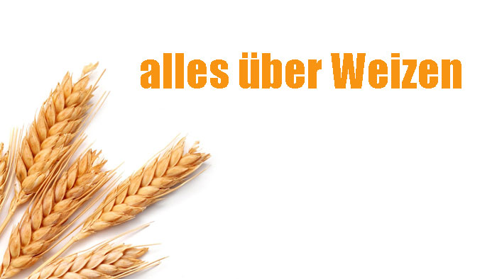 alles über Weizen: Ernährungseffekt und Nebenwirkungen